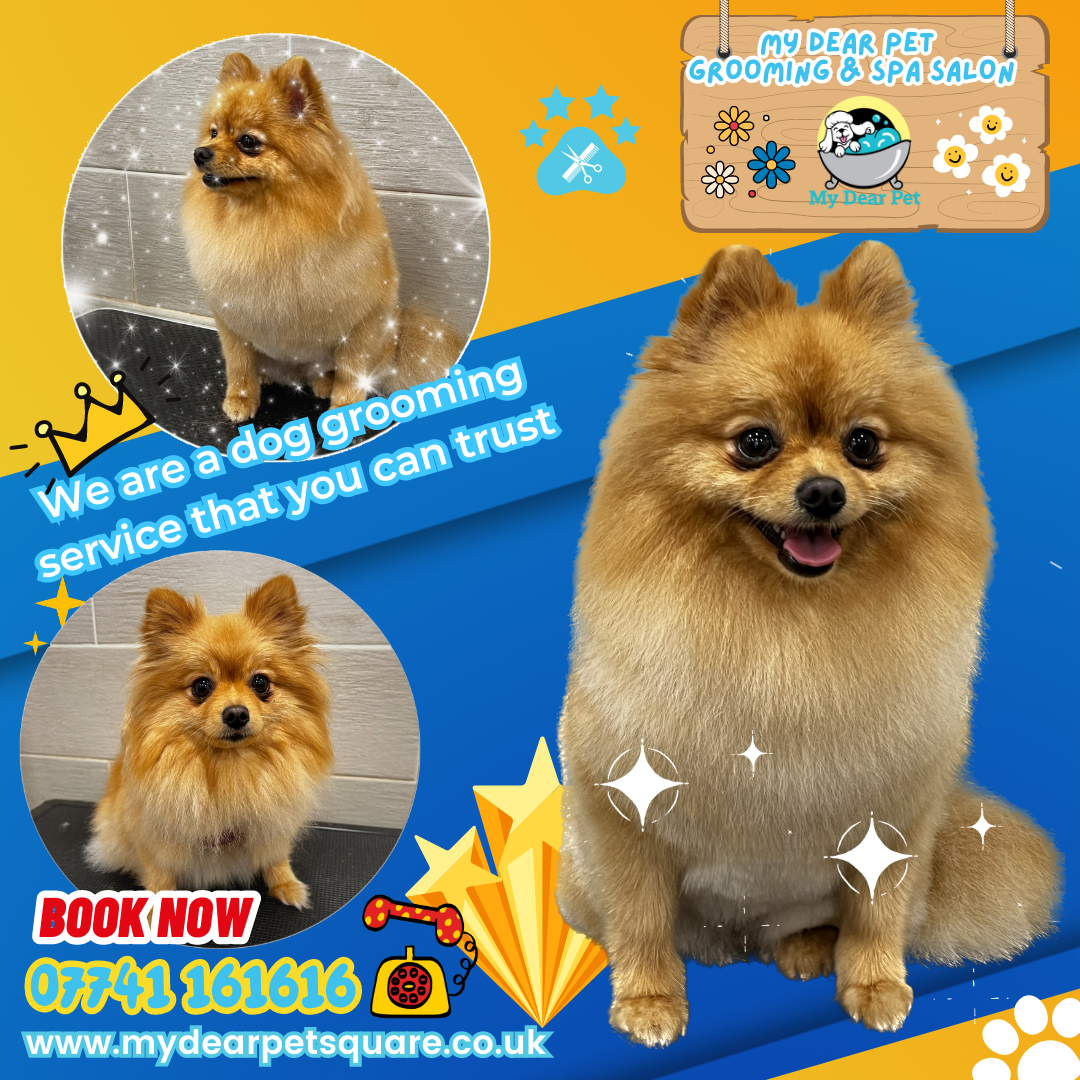 Grooming Gallery – Golden Vantage Enterprise (UK) Limited