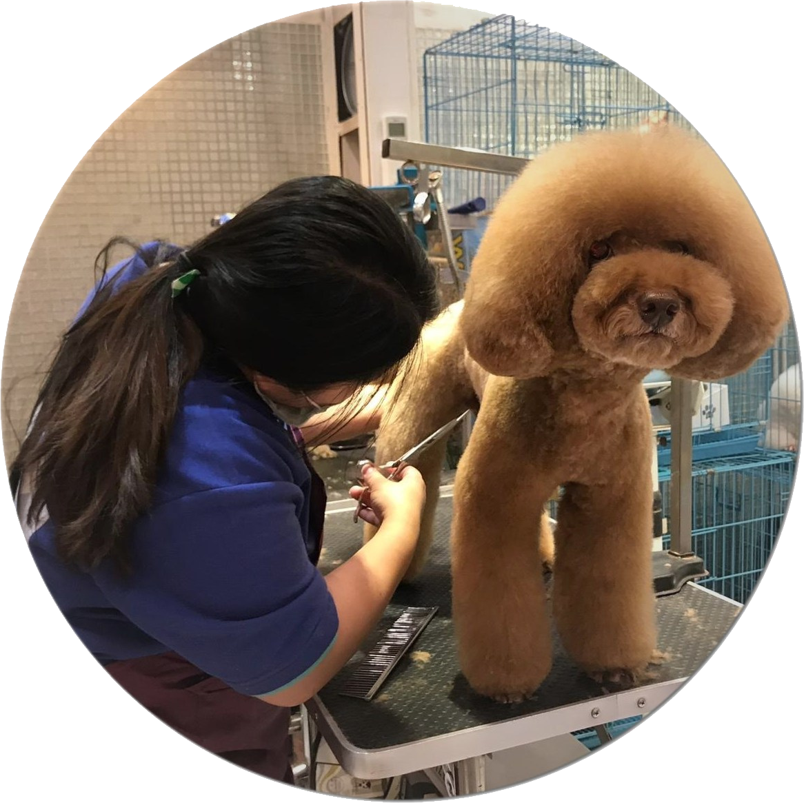 My Dear Pet Grooming & SPA Salon – Golden Vantage Enterprise (UK) Limited